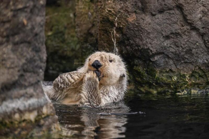 New York Aquarium Entry Ticket - Frequently Asked Questions (FAQs)