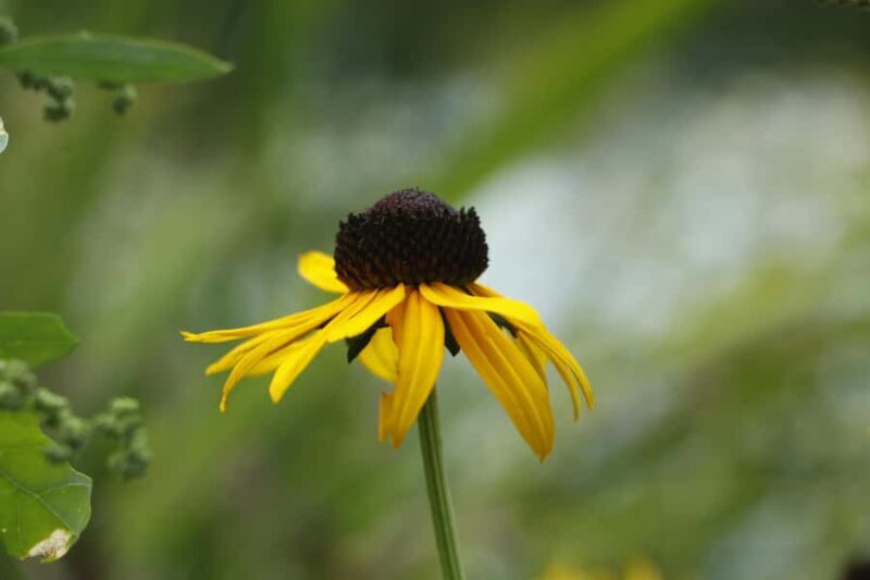 New York: Central Park Selfie Tour with Photographer - The Sum Up