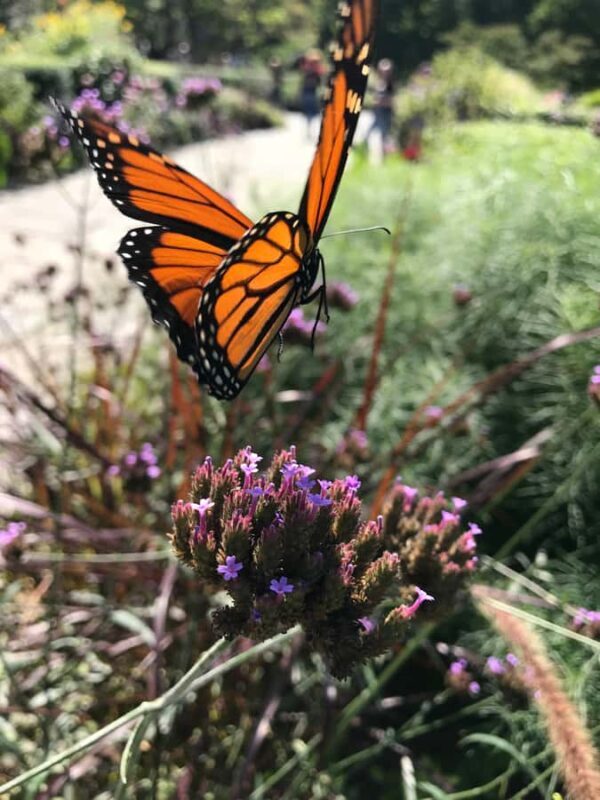 New York: Central Park Selfie Tour with Photographer - FAQs