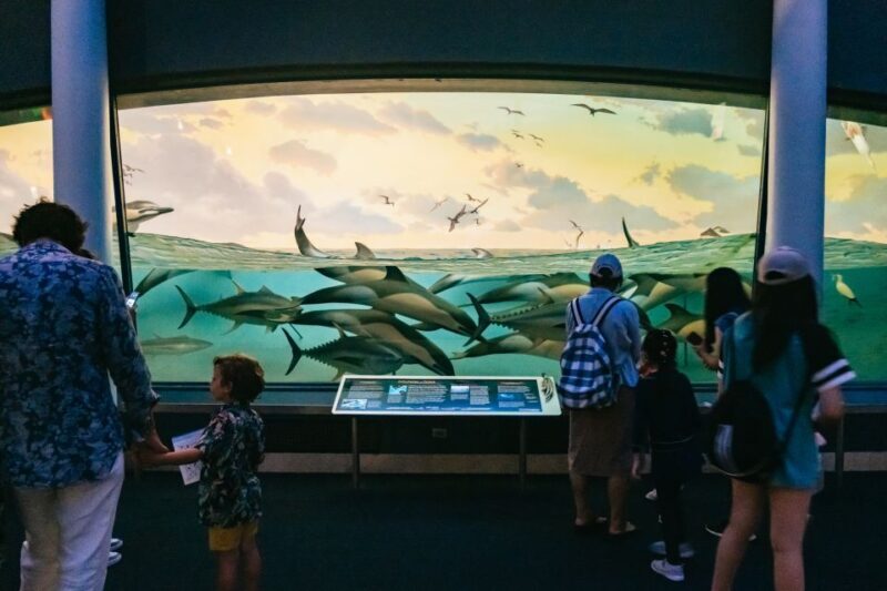 New York City: American Museum of Natural History Ticket - The Value of Your Ticket