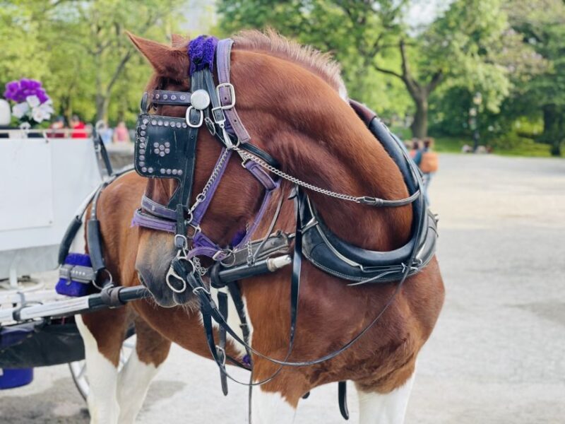New York City: Central Park Private Horse and Carriage Tour - The Sum Up