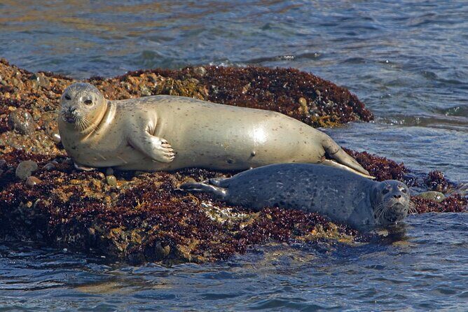 New York City Sightseeing and Seals Boat Tour - Why We Think This Tour Offers Good Value