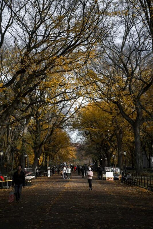 New York: Manhattan Highlights - Central Park & Rich areas - What to Expect: Practical Details