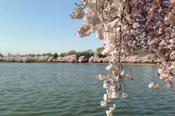 New York to Washington D.C. Spring Cherry Blossom Full-Day Tour - An Honest Look at the Tour Experience