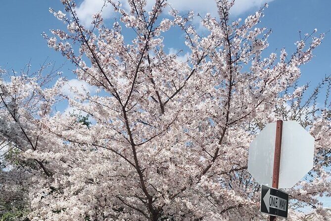 New York to Washington D.C. Spring Cherry Blossom Full-Day Tour - Detailed Tour Highlights