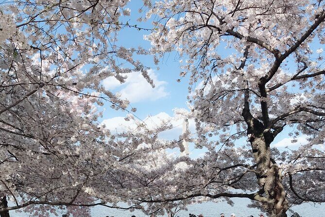 New York to Washington D.C. Spring Cherry Blossom Full-Day Tour - Practical Tips for Travelers