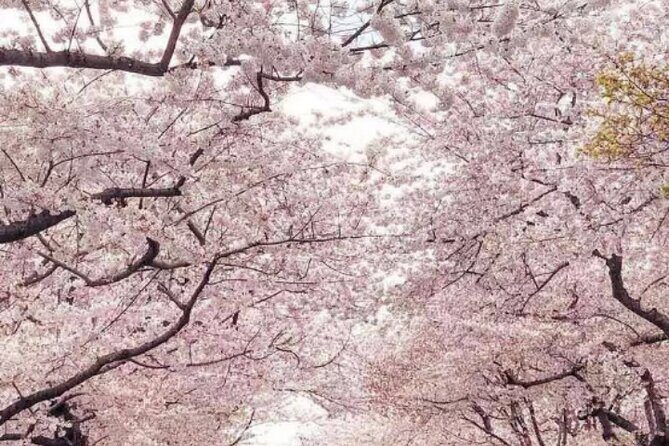 New York to Washington D.C. Spring Cherry Blossom Full-Day Tour - The Sum Up