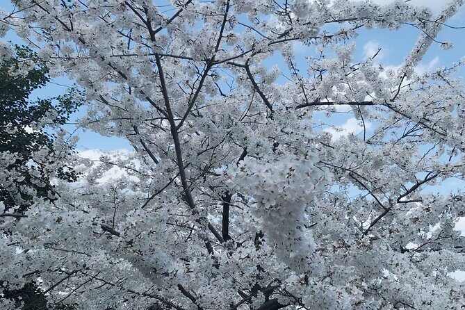 New York to Washington D.C. Spring Cherry Blossom Full-Day Tour - FAQ