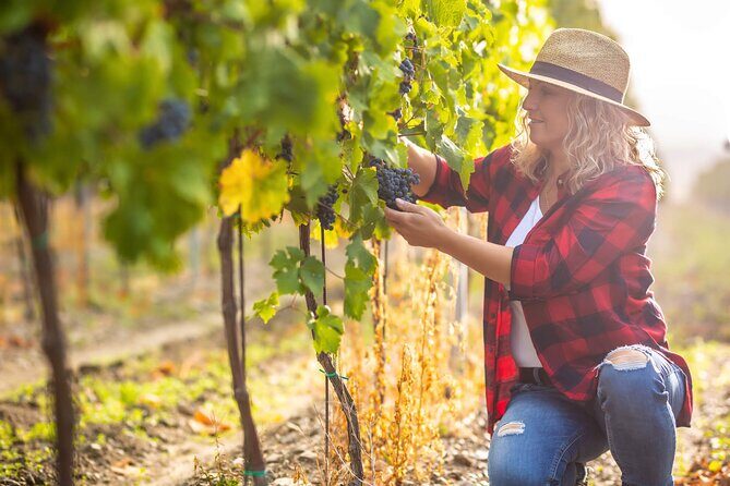 New York Wine Vineyard Tour - An Honest Look at the Hudson Valley Wine Tour