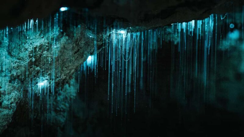 New Zealand: Milky Way Glowworm Cave Tour - Key Points