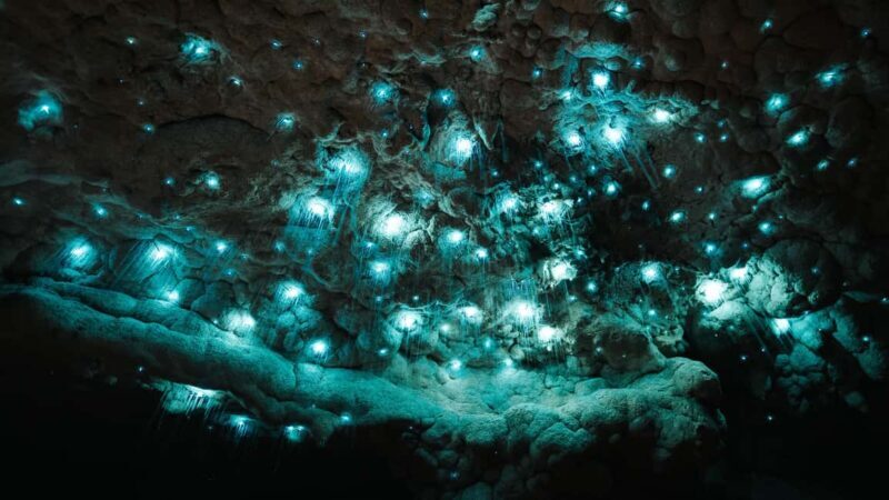 New Zealand: Milky Way Glowworm Cave Tour - Introduction: Why This Tour Might Catch Your Eye