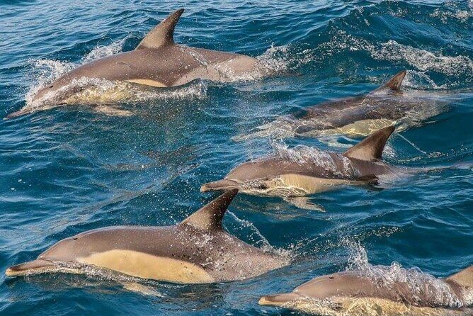 Newcastle: Animal Lovers Tour - Kangaroos, Dolphins & more! - An Honest Look at the Value