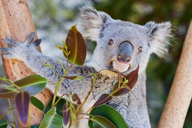 Newcastle: Animal Lovers Tour - Kangaroos, Dolphins & more! - Authenticity and Genuine Experiences