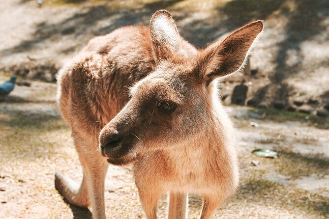 Newcastle: Animal Lovers Tour - Kangaroos, Dolphins & more! - Final Thoughts