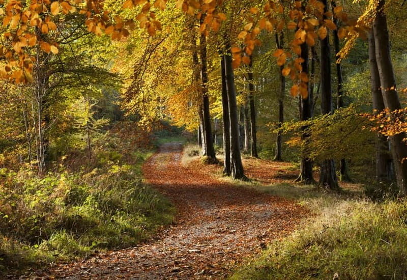 Newcastle: Game of Thrones - Tollymore Forest Trek - A Deep Dive into the Experience