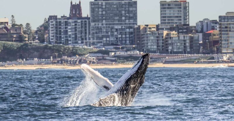 Newcastle: Humpback Whale Watching Cruise and Harbor Tour - Key Points