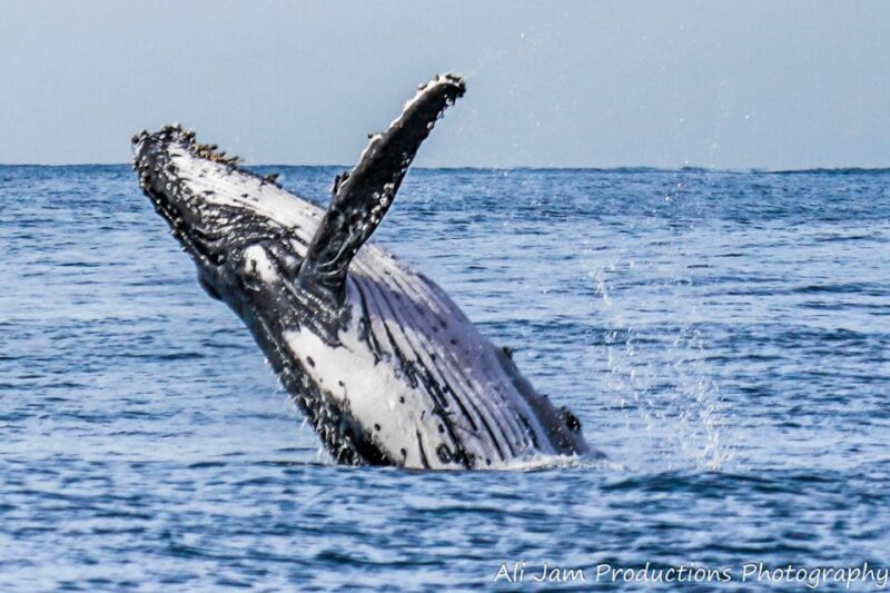 Newcastle: Humpback Whale Watching Cruise and Harbor Tour - What the Tour Offers