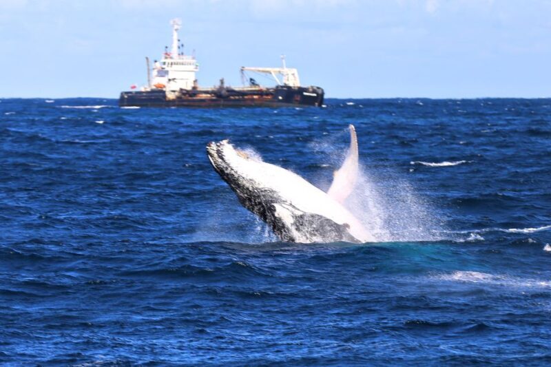 Newcastle: Humpback Whale Watching Cruise and Harbor Tour - Learning on the Water