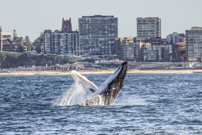 Newcastle: Humpback Whale Watching Cruise and Harbor Tour - Pricing and Value