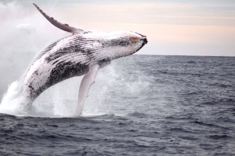 Newcastle: Humpback Whale Watching Cruise and Harbor Tour - Overall Experience