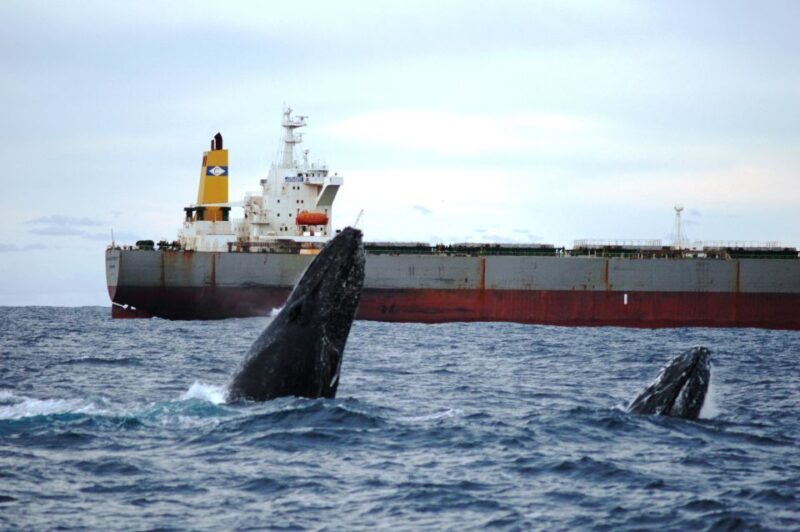 Newcastle: Humpback Whale Watching Cruise and Harbor Tour - The Sum Up