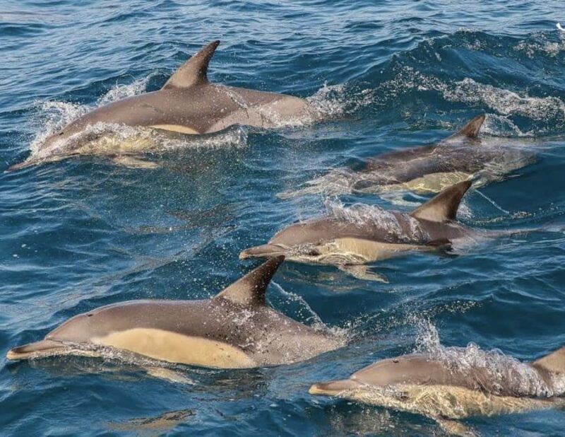 Newcastle: Port Stephens day tour. Dolphins, hike, swim. - Key Points