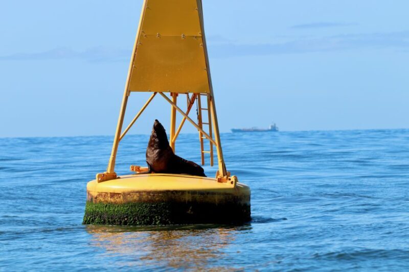 Newcastle: Small Group Humpback Whale Encounter Tour - Newcastle: Small Group Humpback Whale Encounter Tour