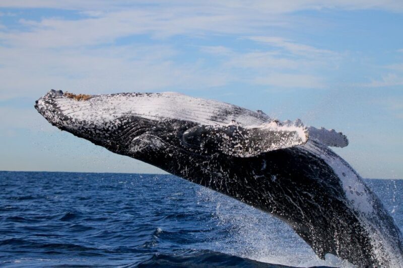 Newcastle: Small Group Humpback Whale Encounter Tour - Price and Value: A Worthwhile Investment