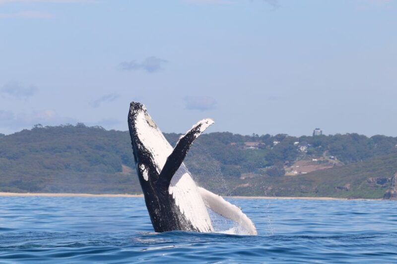 Newcastle: Small Group Humpback Whale Encounter Tour - Who This Tour Is Best For