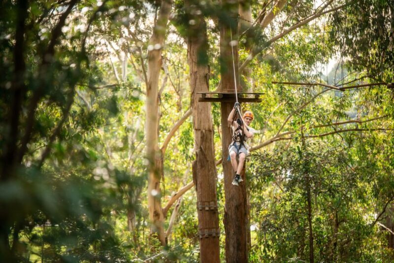 Newcastle: Tree Ropes Course Adventure - Key Points
