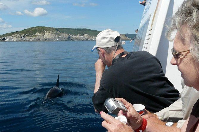 Newfoundland Puffin and Whale Watch Cruise - A Deep Dive into the Experience