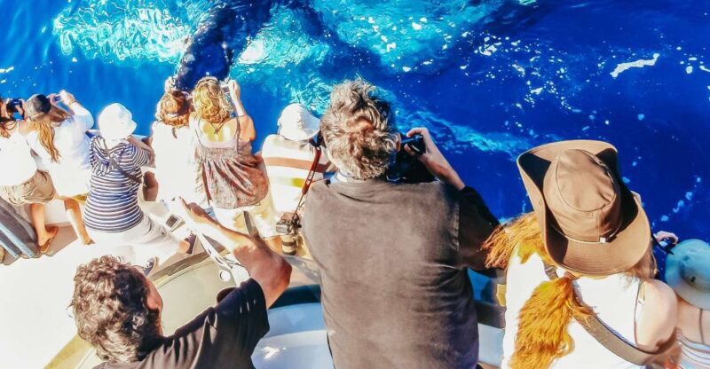 Newport Beach: 2-Hour Whale Watching Tour - Key Points