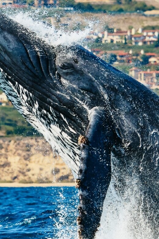 Newport Beach: 2-Hour Whale Watching Tour - The Experience: A Closer Look at What Youll Encounter