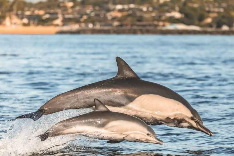 Newport Beach: 2-Hour Whale Watching Tour - Authentic Feedback from Travelers