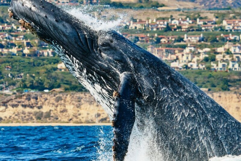 Newport Beach: 2-Hour Whale Watching Tour - The Sum Up
