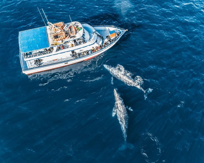 Newport Beach: 2-Hour Whale Watching Tour - FAQs