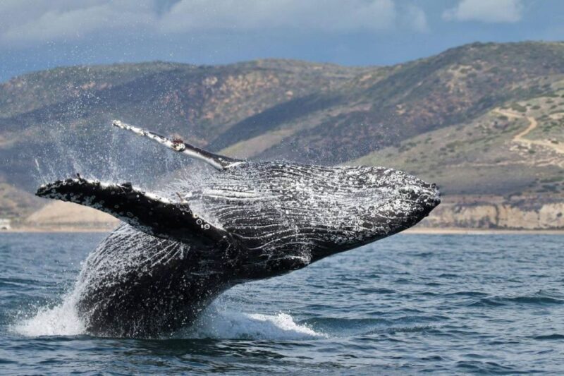 Newport Beach: Luxury Whale Watching Catamaran Cruise - The Experience: Authenticity and Education