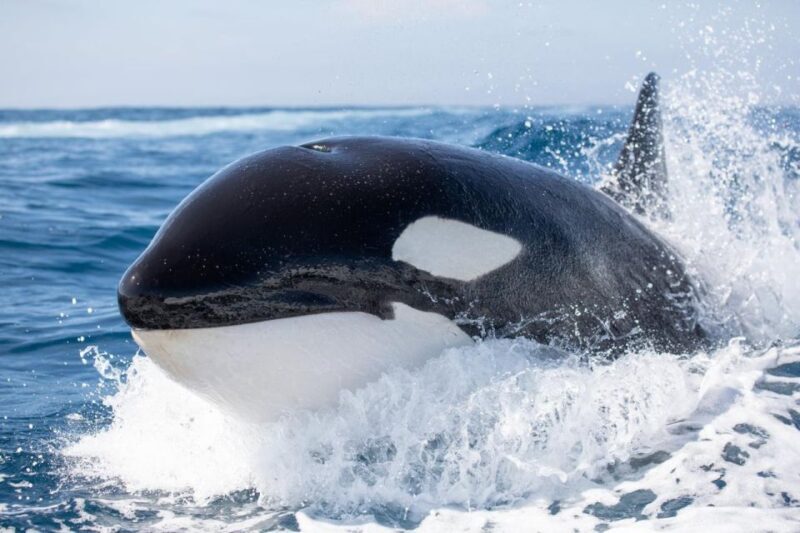 Newport Beach: Luxury Whale Watching Catamaran Cruise - The Itinerary and Sightings