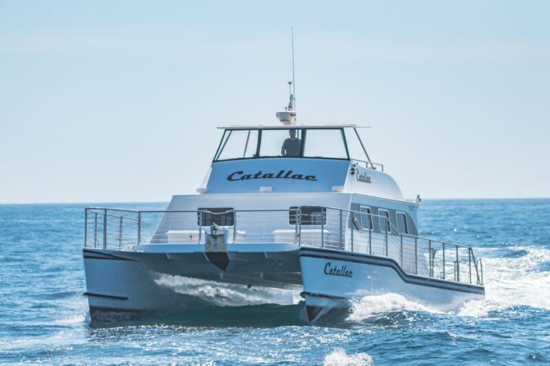 Newport Beach: Luxury Whale Watching Catamaran Cruise - The Sum Up: Who Should Consider This Tour?