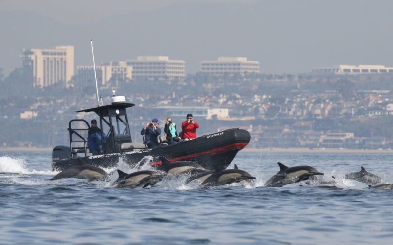 Newport Beach: Ultimate Whale Watching Adventure - An Authentic, Personal Experience