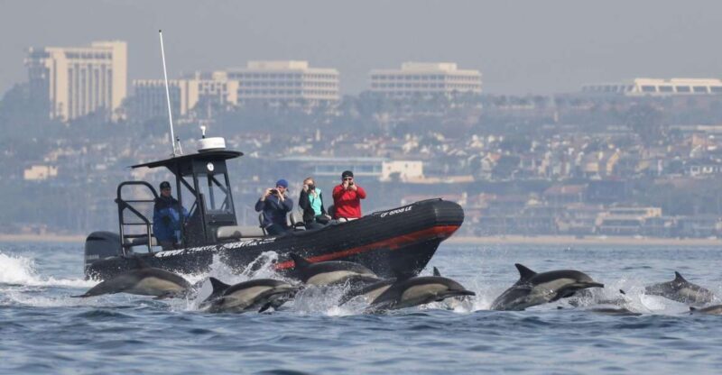 Newport Beach: Ultimate Whale Watching Adventure - FAQs