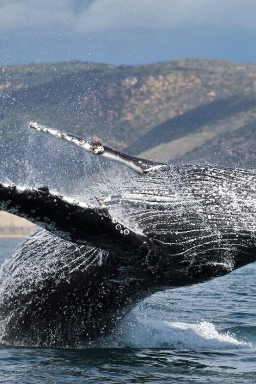 Newport Beach: Whale and Dolphin-Watching Cruise - The Itinerary and What to Expect