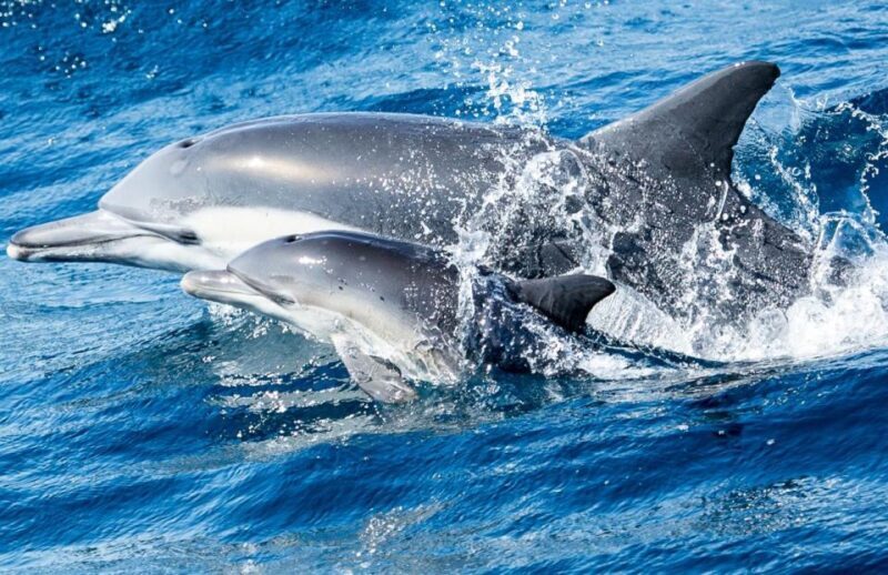 Newport Beach: Whale and Dolphin-Watching Cruise - The Sum Up