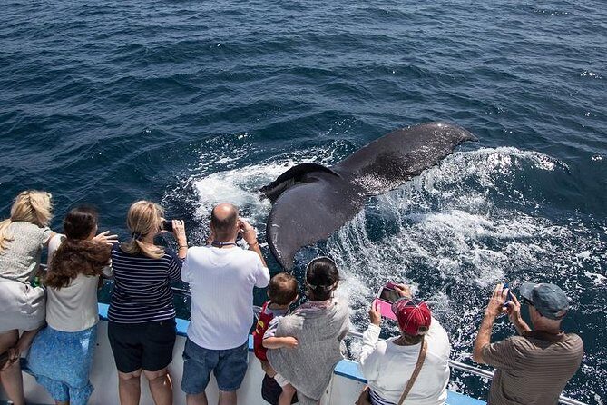 Newport Beach Whale and Dolphin Watching Cruise - Wildlife Sightings: What to Expect