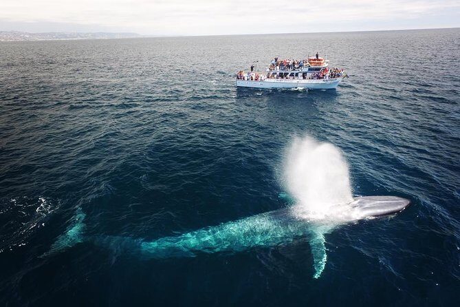 Newport Beach Whale and Dolphin Watching Cruise - Authentic Reviews: A Balancing Act