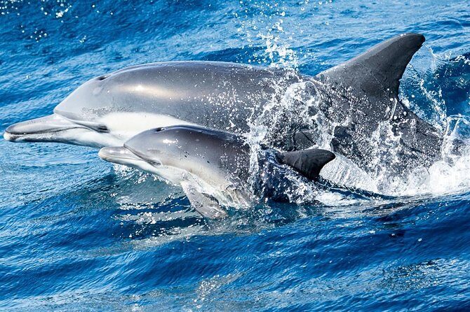 Newport Beach Whale and Dolphin Watching Cruise - The Real Value: What It Means for You