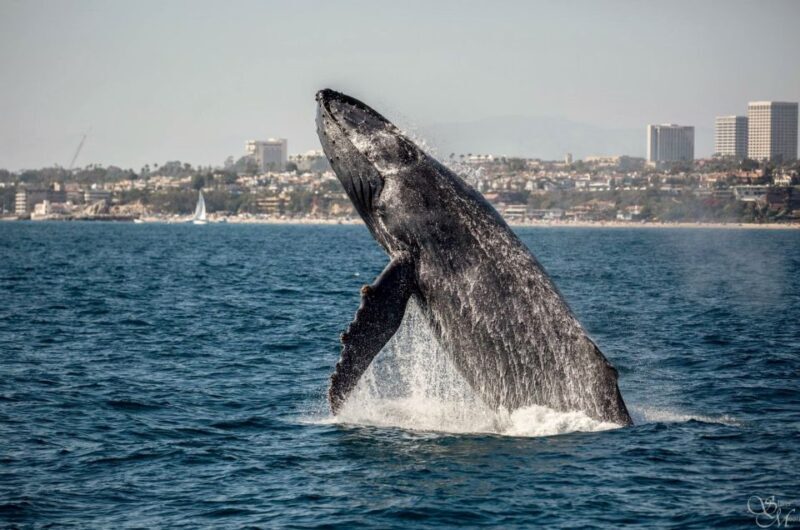 Newport Beach: Year-Round Whale Watching Cruise - Setting Sail: What to Expect on Your Whale Watching Cruise
