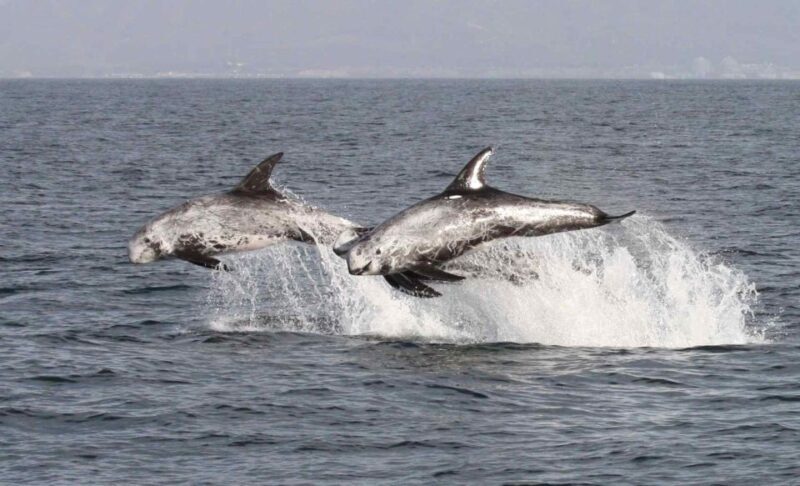 Newport Beach: Year-Round Whale Watching Cruise - The Reviews: What Past Travelers Say