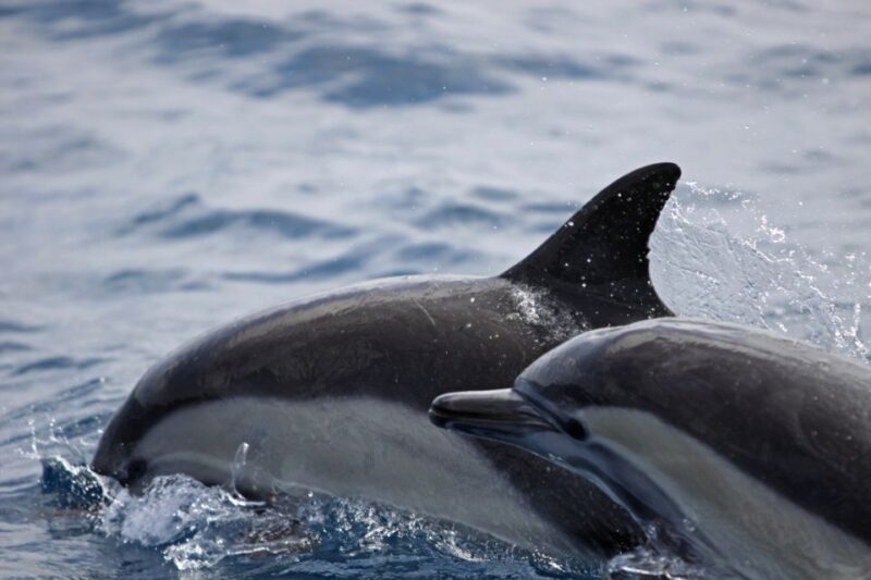 Newport Beach: Year-Round Whale Watching Cruise - Final Words: Summing Up the Whale Watching Experience