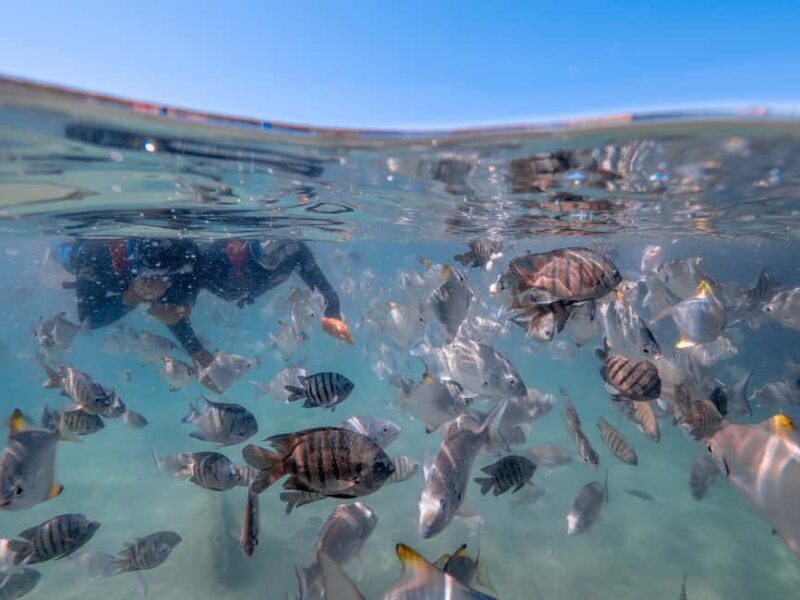 Newport: Moreton Island Snorkeling Tour with Lunch - The Itinerary in Detail